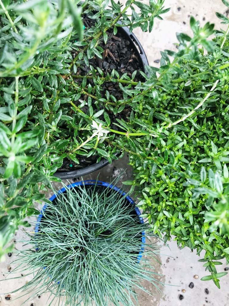 Landscape Design Questionnaire